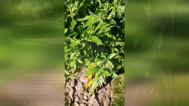 Арбоскульптура - в дендрарии парка. Ивы с фигурными стволами подарили парку увлеченные выксунцы