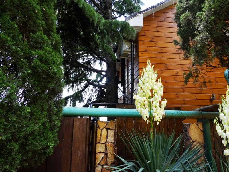 Гурзуф недорогое жилье для отдыха. Семейный отдых в Гурзуфе с детьми. «Кедр» ГОСТЕВОЙ ДОМ