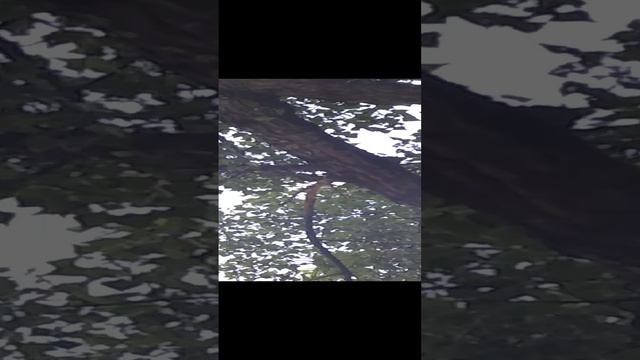 Белка на реке кубань 20220726