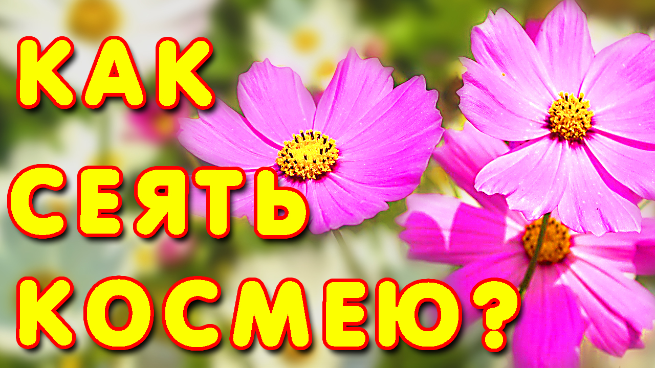 КОСМЕЯ из СЕМЯН: самый простой ПОСЕВ однолетника для красивого сада