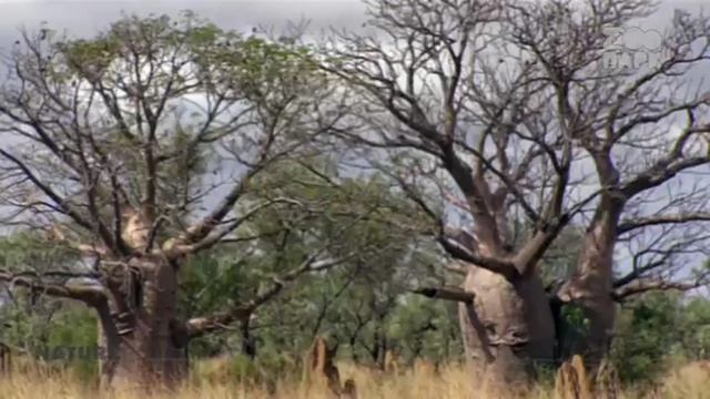 ОРЛЫ и БАОБАБЫ