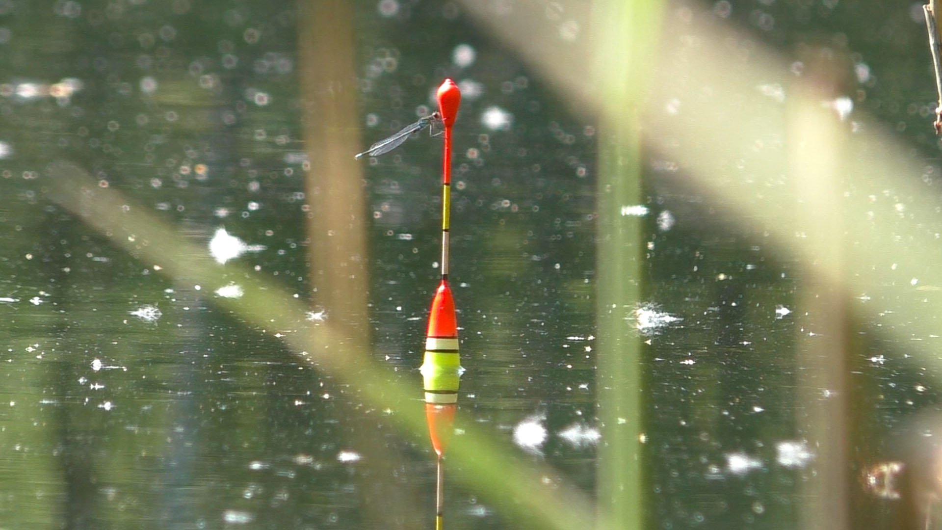 Золотой карась на болтушку. Рыбалка на поплавок