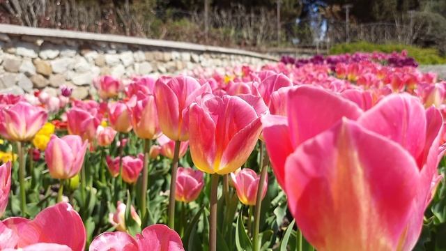 Парад тюльпанов в Никитском ботаническом саду