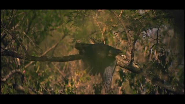 ИНТРО видео ролик.mp4