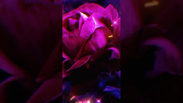 Добрый вечер! желаю Вам хорошого отдыха??