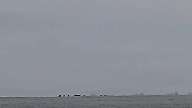 Косули на озимых