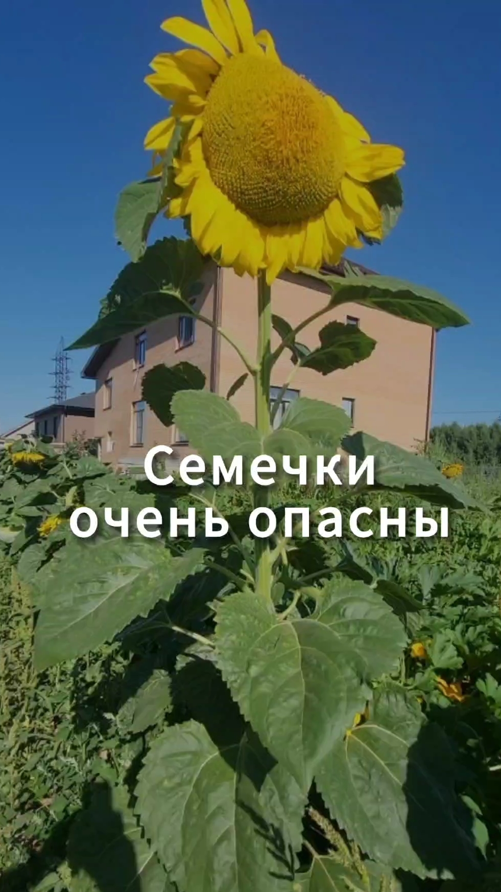 Семечки очень опасны #полезныесоветы #светаасташина