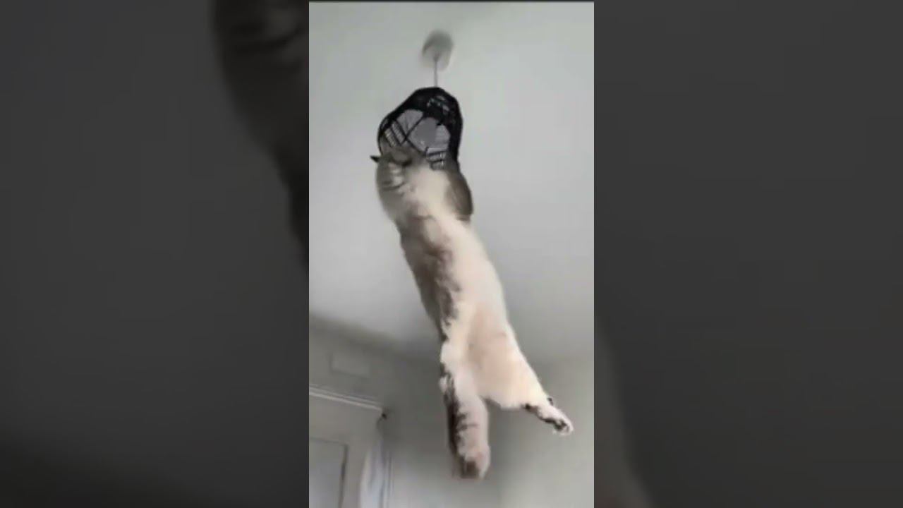 Смешные животные/ Я просто шалю... #shorts #животные #кошки #собаки  #животные