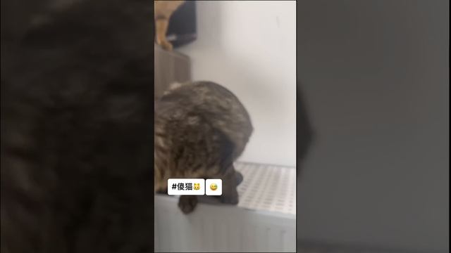 Don't let Adele see this 😹 #cats