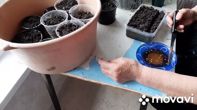 Сеем, пикируем.  Оформляем мангальную зону..mp4