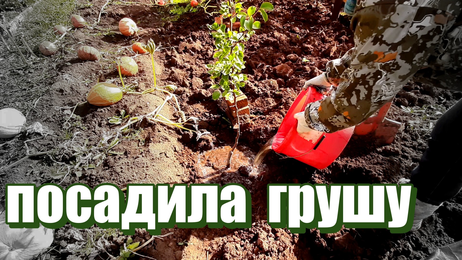 Груша Лада. Посадка в сентябре 2021 года.