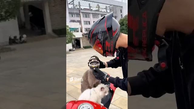 Котёнок 2023, часть № 21, кот байкер original 2❤️