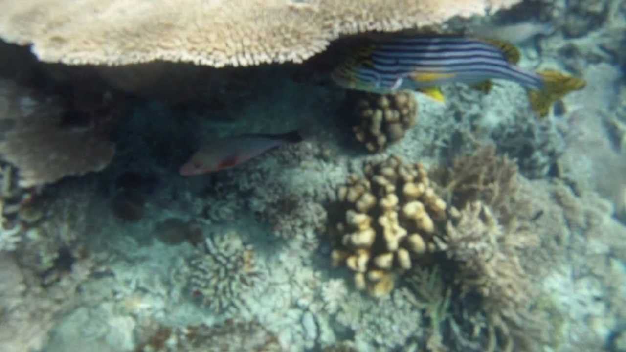 Vilamendhoo, Maldives. Vol.5