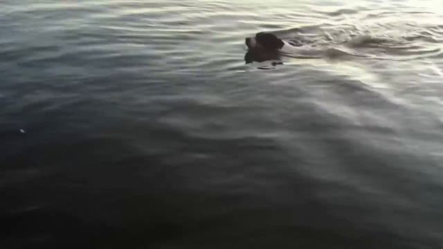 Хуго Поплавок