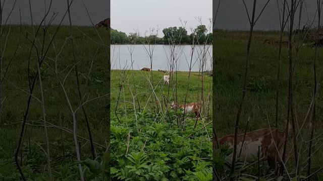 козлята над рекой