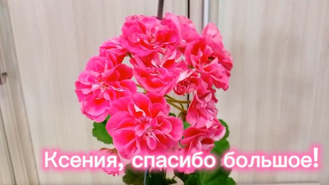 Новенькие пеларгонии зацвели. 🌹🌹🌹