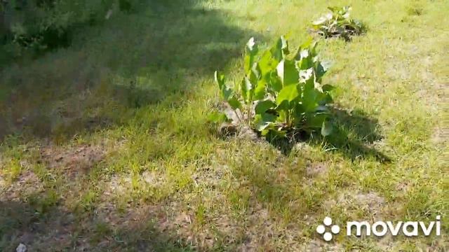 23-24 мая.Первые огурцы. Незамеченные яблоки.