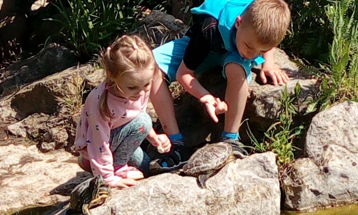 Спасенные черепашки в пруду парка Монтедор Никитского ботанического сада.mp4