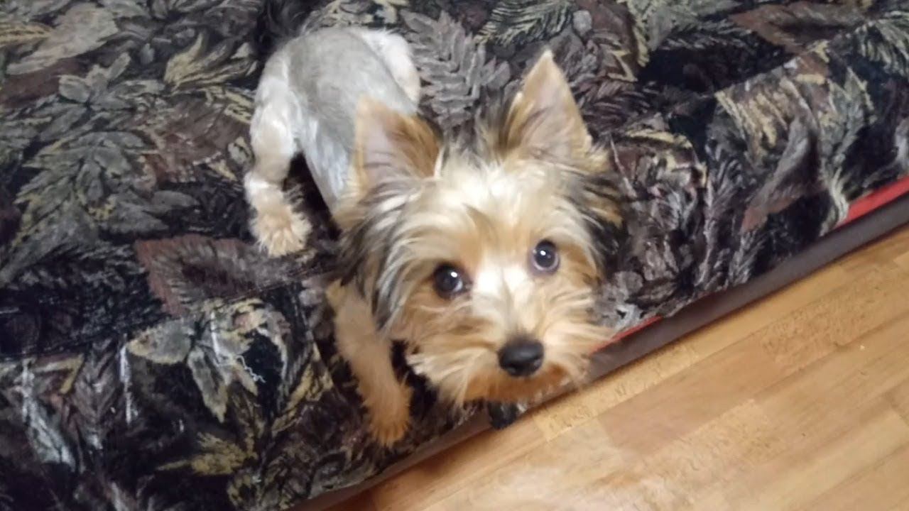 Марсины бесилки 2. Щенок Йорка 5 месяцев