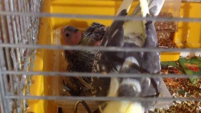 Разведение корелл. ОЩИП Птенцов у попугаев. Почему кореллы ощипывают птенца. Кормление птенца