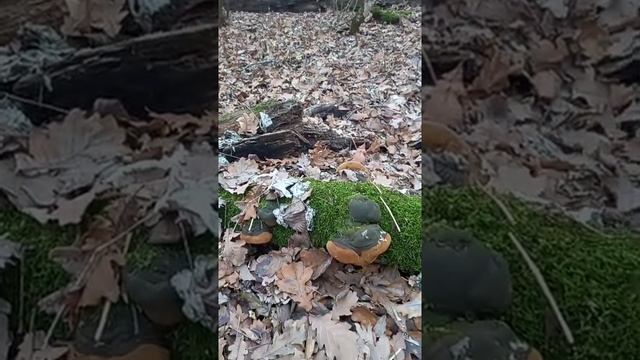 ‼️ТРУТОВИКИ 26.11.2021 г.?‼️