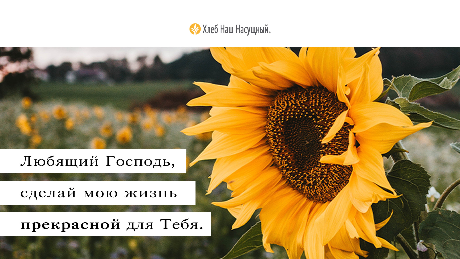 Битва за подсолнухи	| Ежедневное христианское чтение |	9	 мая 2022