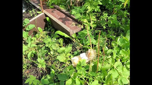 Крыска забрала еду и сказала спасибо