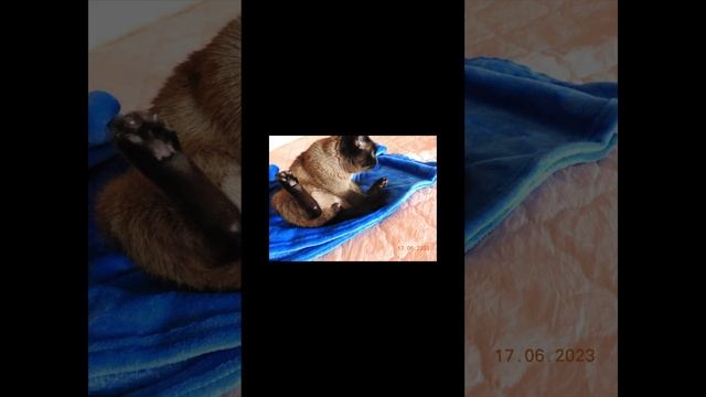 Cat Musik who would blow!!!  (Кому бы вдуть)