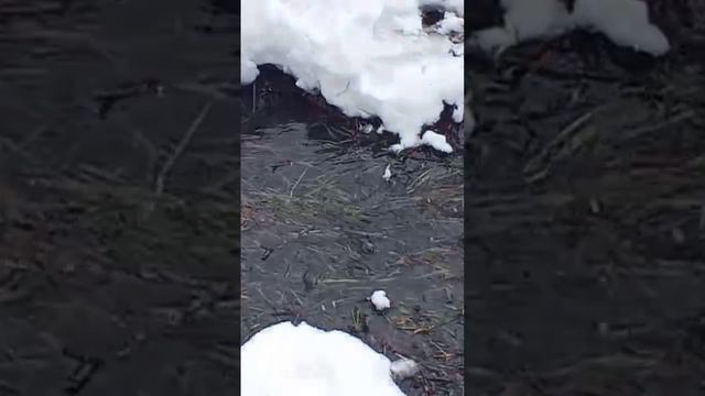 Прогулка по очаровательному зимнему лесу!