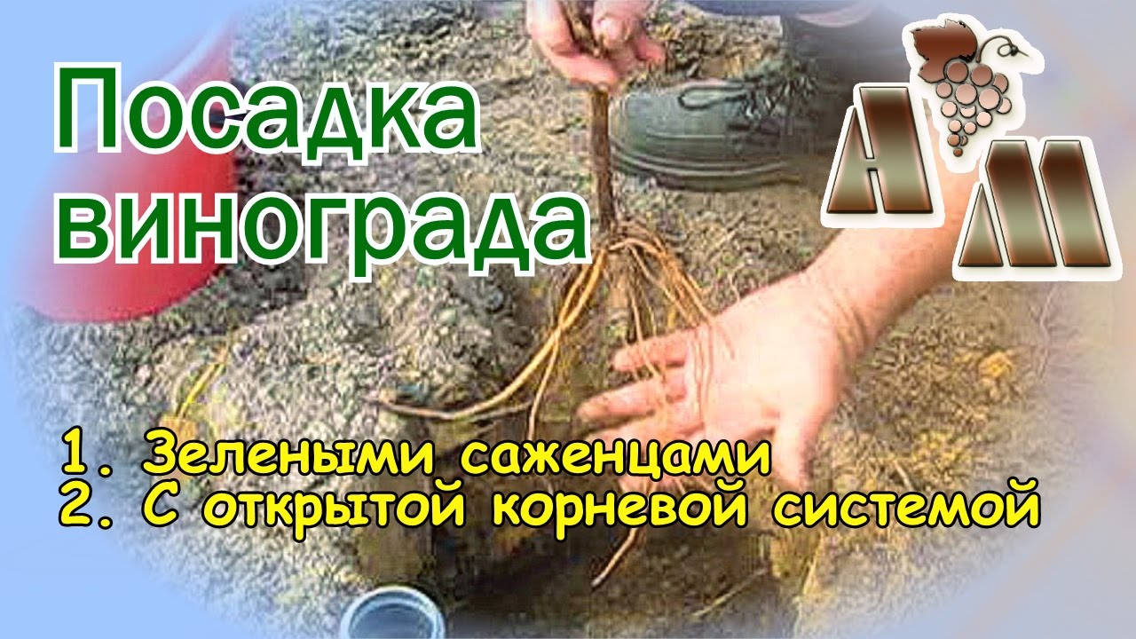 ? Посадка винограда саженцами