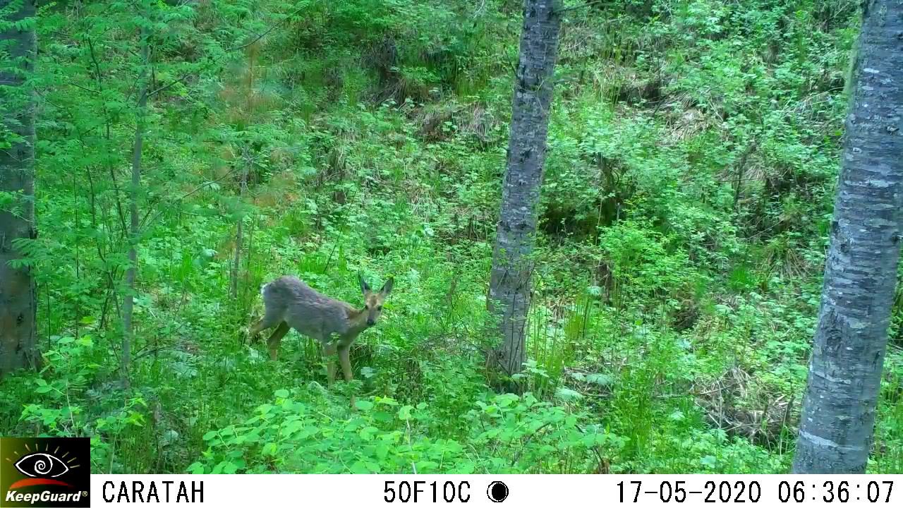 Косуля кормится в прителецком лесу