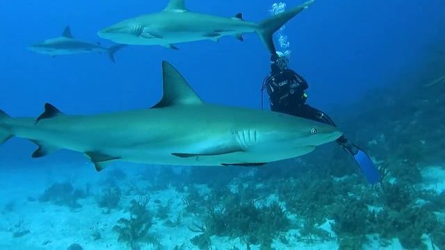 Вкратце о Кубе. Январь 2022. Дайвинг в Садах Королевы. Погружения с акулами.