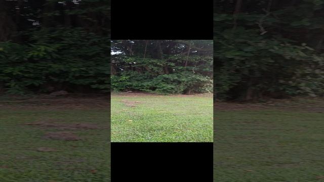 Вот такой он Сингапур. А вы думали?