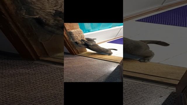 Смешной кот