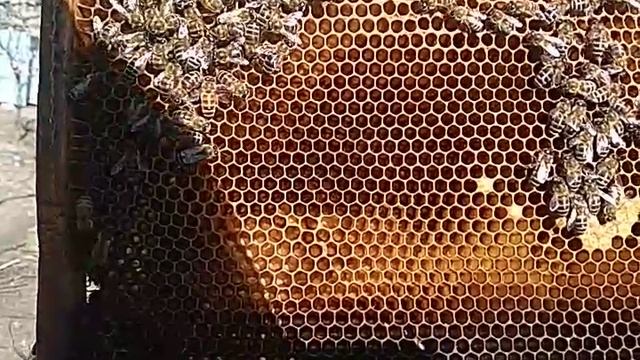 Как пчелы на трех рамках выжили в весенние холода.