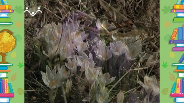 Школа Шишкиного Леса. Природоведение. Первоцветы