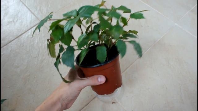 Как формировать циссус из черенков. Обрезка. Укоренение циссуса.__Валентина Земскова.