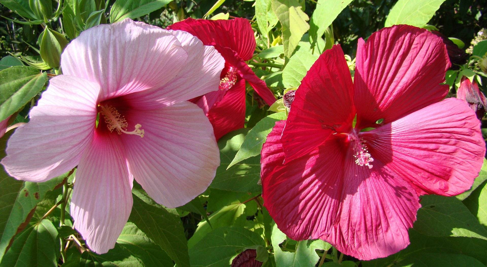 Многолетний высокорослый кустарник - Гибискус Арнотти!