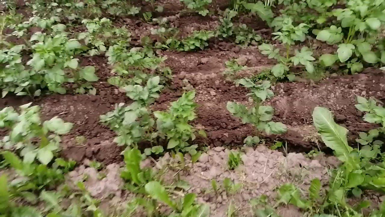 Окучивание 1 раз