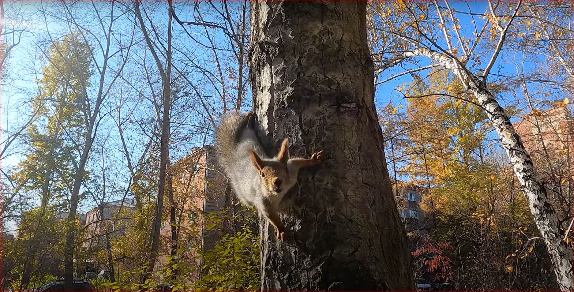 Старая знакомая " Белка попрошайка".