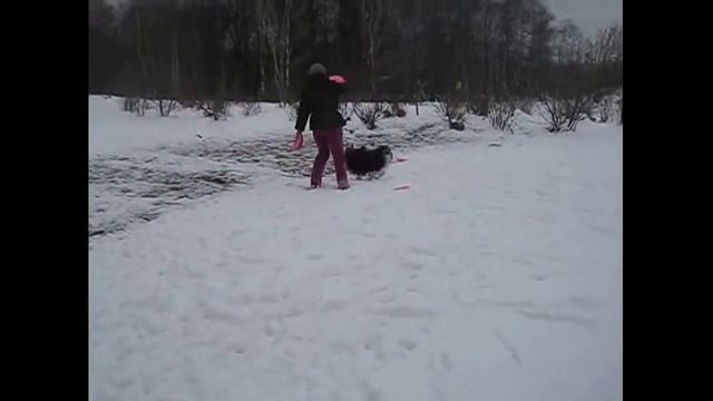 Вебстайл 2017 Оксана и шелти Феликс.mp4