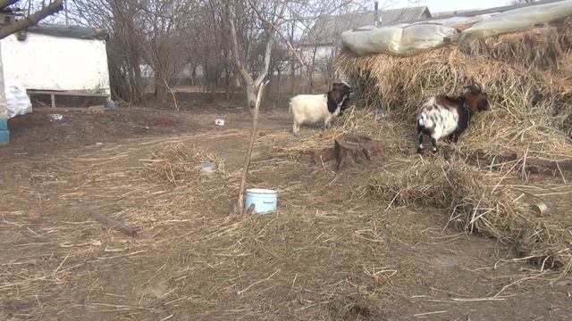 Это СЕНО - УБИВАЕТ!!! Почему НЕЛЬЗЯ покупать ЛУГОВОЕ сено. Проверено на опыте
