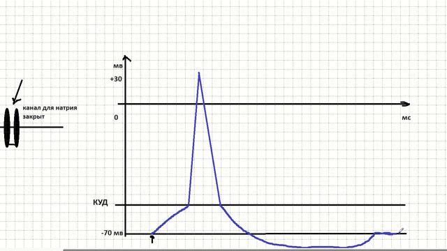 Возбуждение и возбудимость