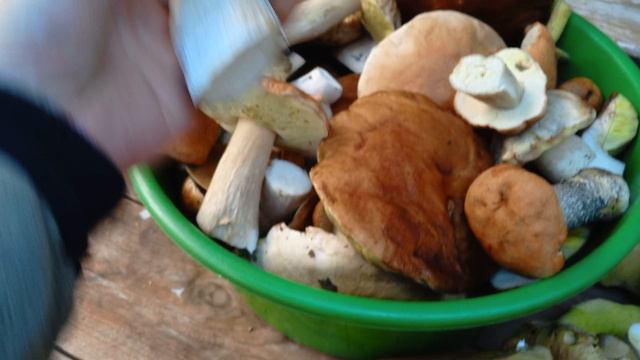 белые грибы 2024.08.16