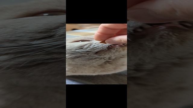 Его величество кушает ?