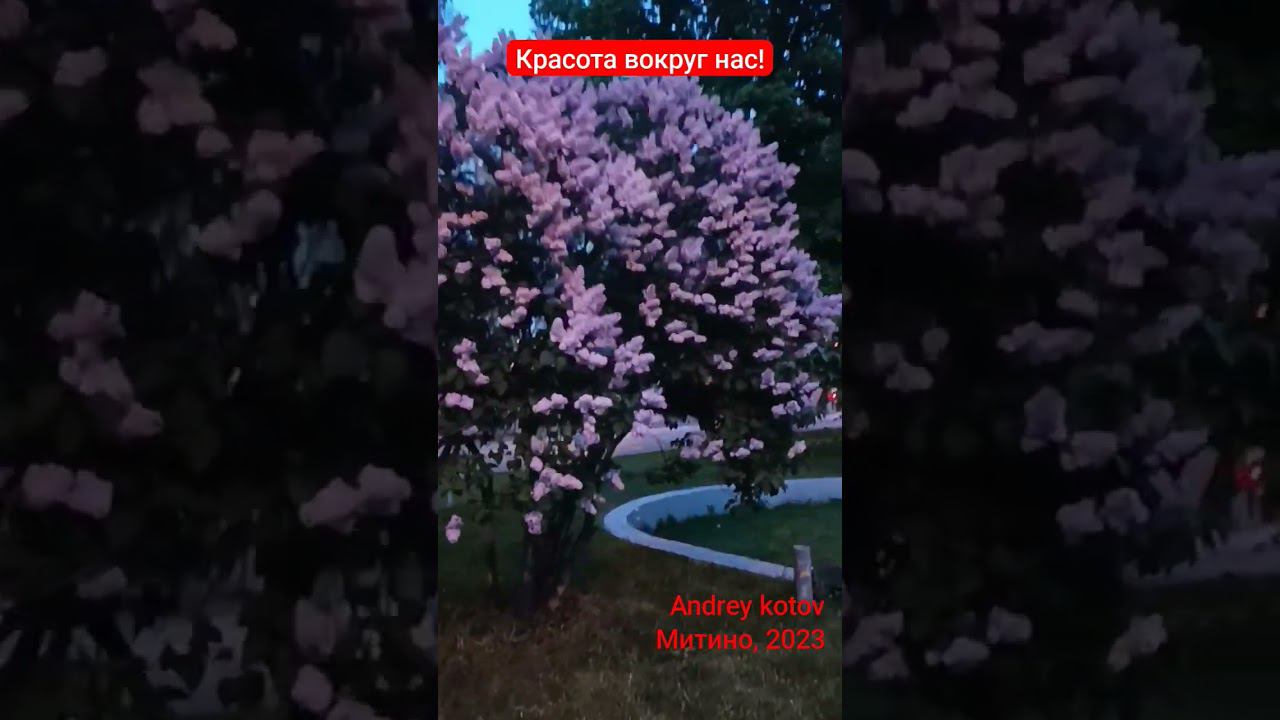 Красота вокруг нас! Митино,май 2023 #красотавокругнас #2023#may#mitino #andreykotov