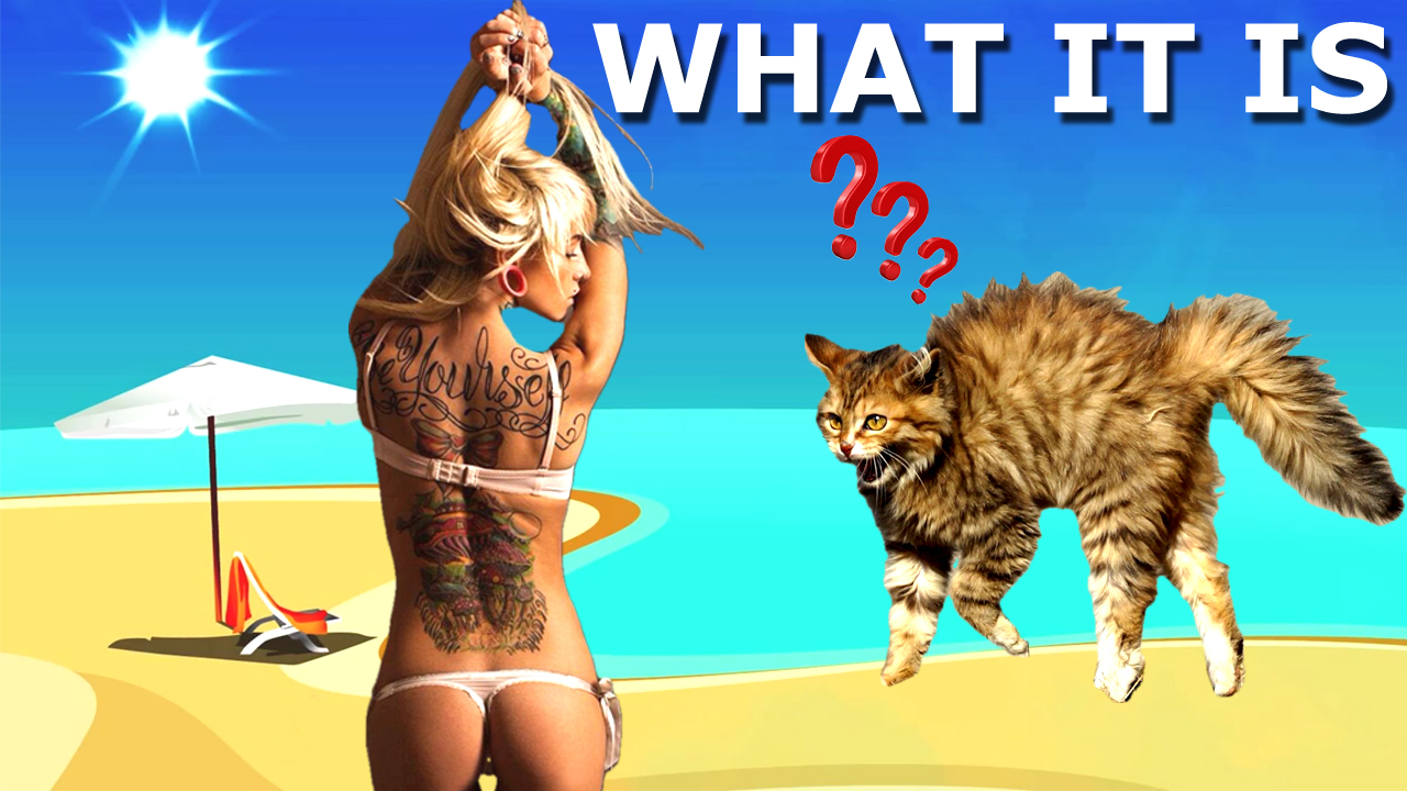 10 Минут самых смешных видео с кошками в мире .