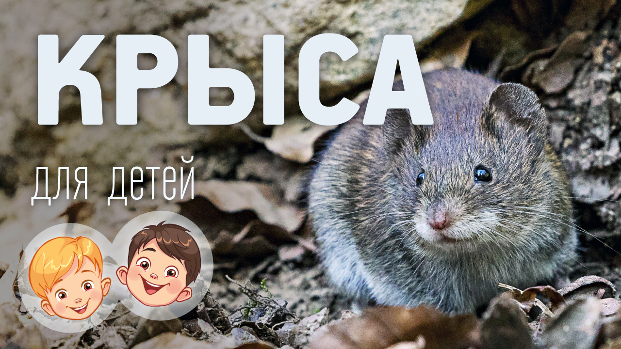 Крыса. Видео про животных для детей 3+