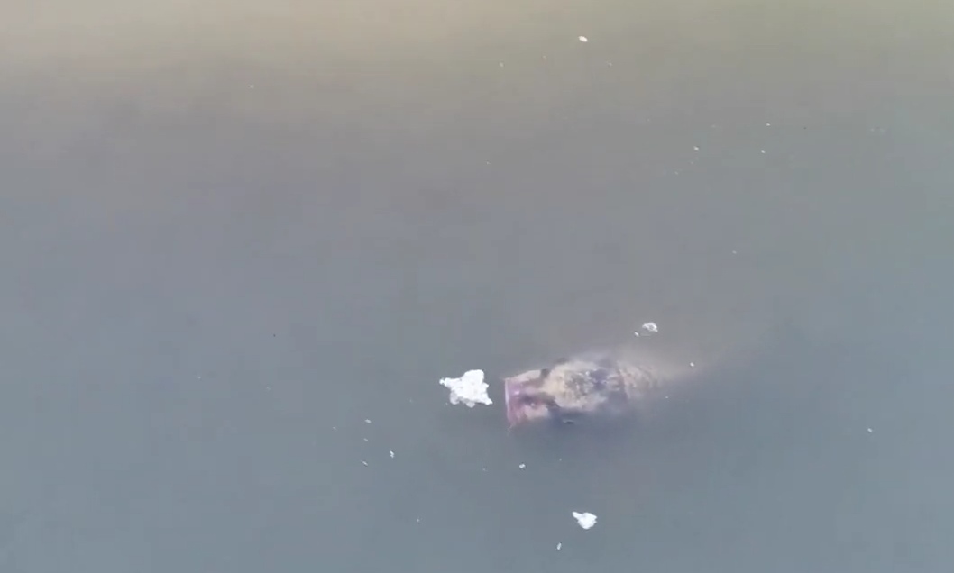 Рыбки-поросята