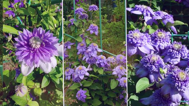 Клематисы Волгоград